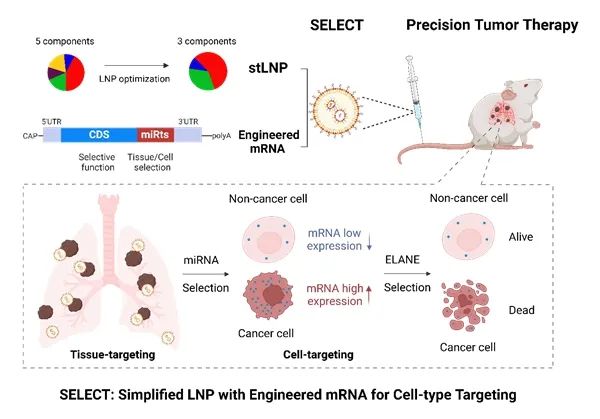 mRNA靶向递送技术新突破！我国团队实现器官和细胞双重递送医药新闻-ByDrug-一站式医药资源共享中心-医药魔方