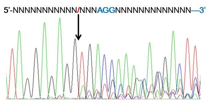 CRISPR/Cas9技术应用之基因敲除医药新闻-ByDrug-一站式医药资源共享中心-医药魔方