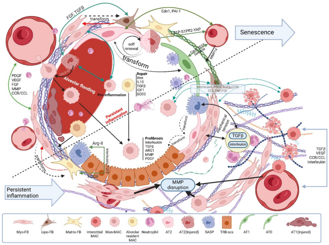 《AJRCMB》发表解立新、陈永怀教授团队综述：肺泡微环境中的细胞互作—从肺损伤到纤维化医药新闻-ByDrug-一站式医药资源共享中心-医药魔方