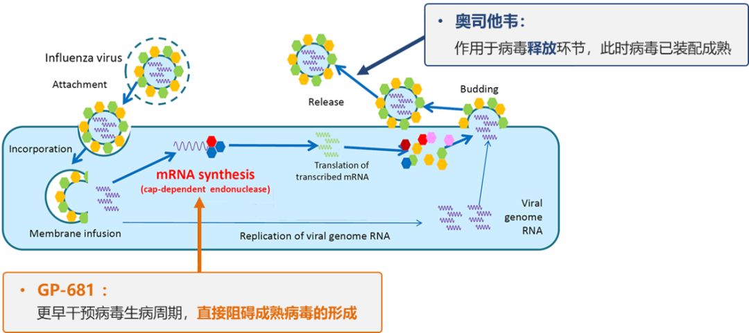 青峰药业/银杏树药业1类流感新药申报上市医药新闻-ByDrug-一站式医药资源共享中心-医药魔方