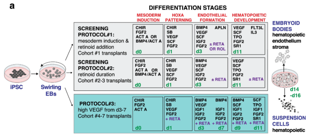 文献解读 | 革命性突破！实验室培育出可移植的iPSC衍生造血干细胞医药新闻-ByDrug-一站式医药资源共享中心-医药魔方