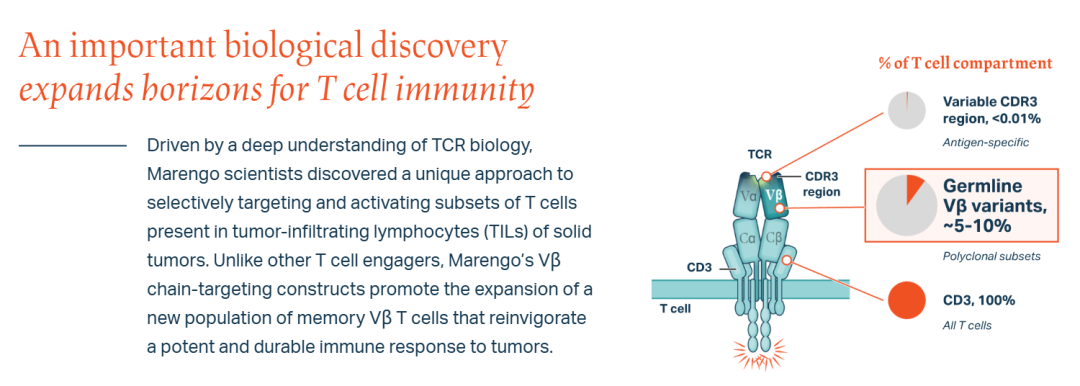 12亿美元！Ipsen与Marengo扩大合作开发T-cell engagers医药新闻-ByDrug-一站式医药资源共享中心-医药魔方