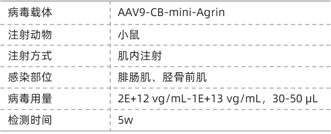 【on-target】AAV感染肌肉 | 血清型·启动子·注射用量 | 一篇就GO了！医药新闻-ByDrug-一站式医药资源共享中心-医药魔方