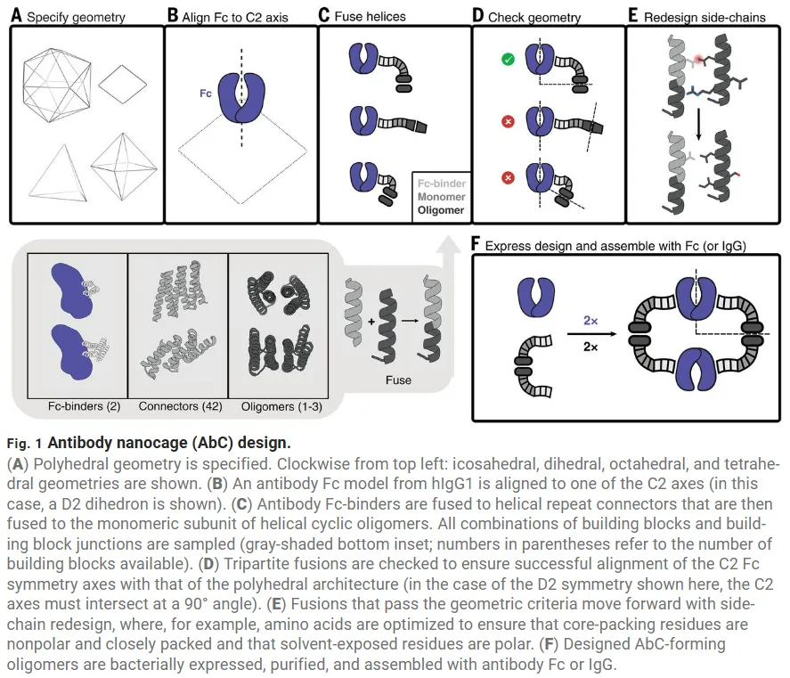 新锐！2000万美元种子轮融资，David Baker新公司开发AbC药物医药新闻-ByDrug-一站式医药资源共享中心-医药魔方