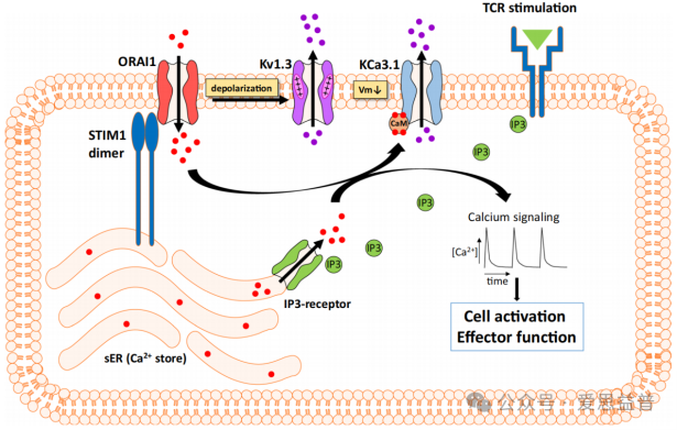 《离子通道研究》——Kv1.3通道与自身免疫性疾病医药新闻-ByDrug-一站式医药资源共享中心-医药魔方