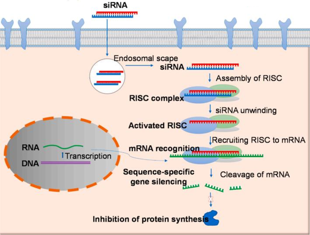 IPHASE/汇智和源 siRNA药物体外代谢研究解决方案医药新闻-ByDrug-一站式医药资源共享中心-医药魔方