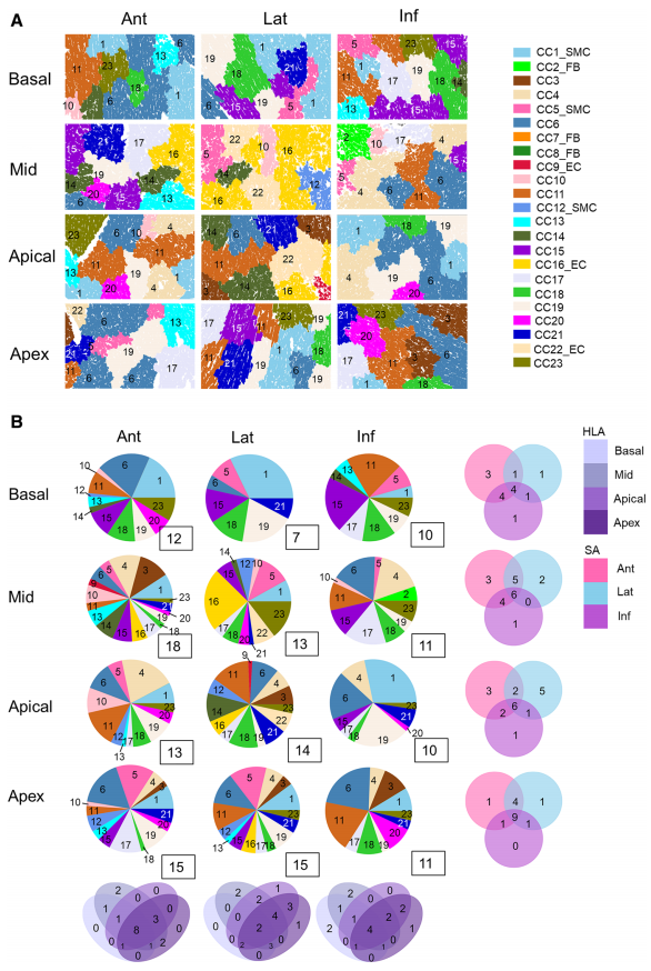 Circulation Research | IMC 助力心脏缺血再灌注损伤的空间蛋白研究医药新闻-ByDrug-一站式医药资源共享中心-医药魔方