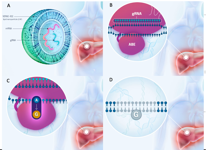 Verve Therapeutics宣布靶向PCSK9的体内碱基编辑药物的初步积极数据医药新闻-ByDrug-一站式医药资源共享中心-医药魔方