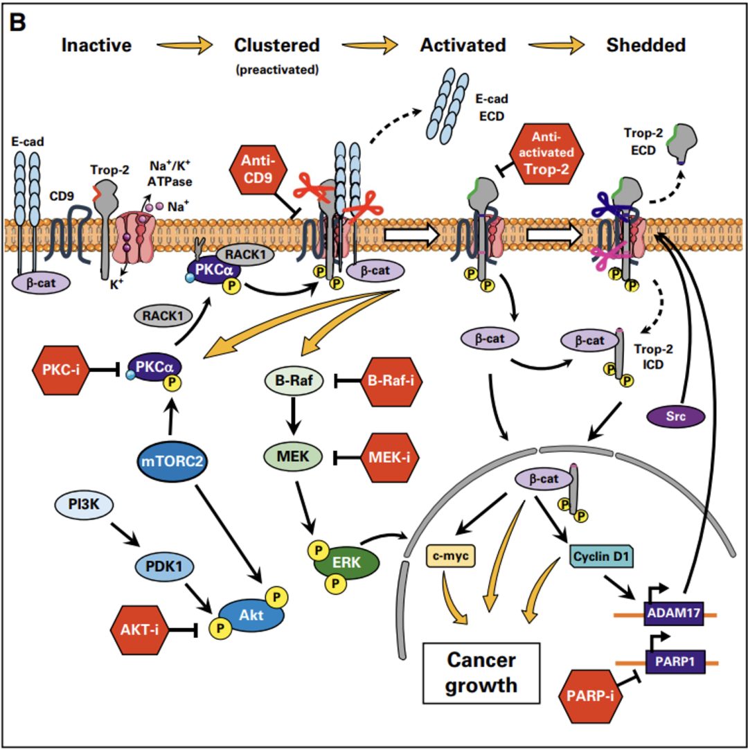 新型Trop-2 ADC Dato-DXd为乳腺癌患者治疗带来新希望医药新闻-ByDrug-一站式医药资源共享中心-医药魔方
