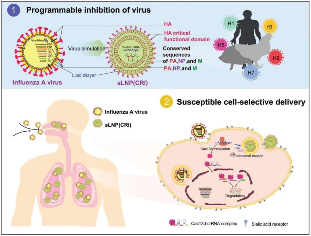 Adv Sci | 效果远超奥司他韦！中国农大开发SCSD增强CRISPR/Cas13d抗流感病毒疗效医药新闻-ByDrug-一站式医药资源共享中心-医药魔方