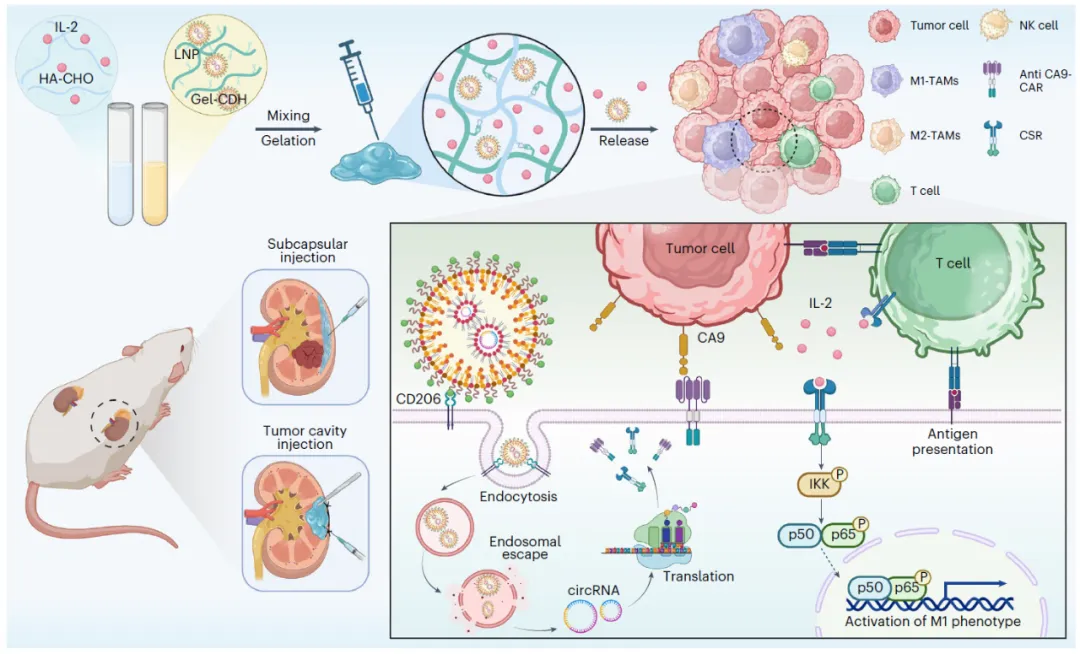 CAR-M：抗癌之外，有新突破医药新闻-ByDrug-一站式医药资源共享中心-医药魔方