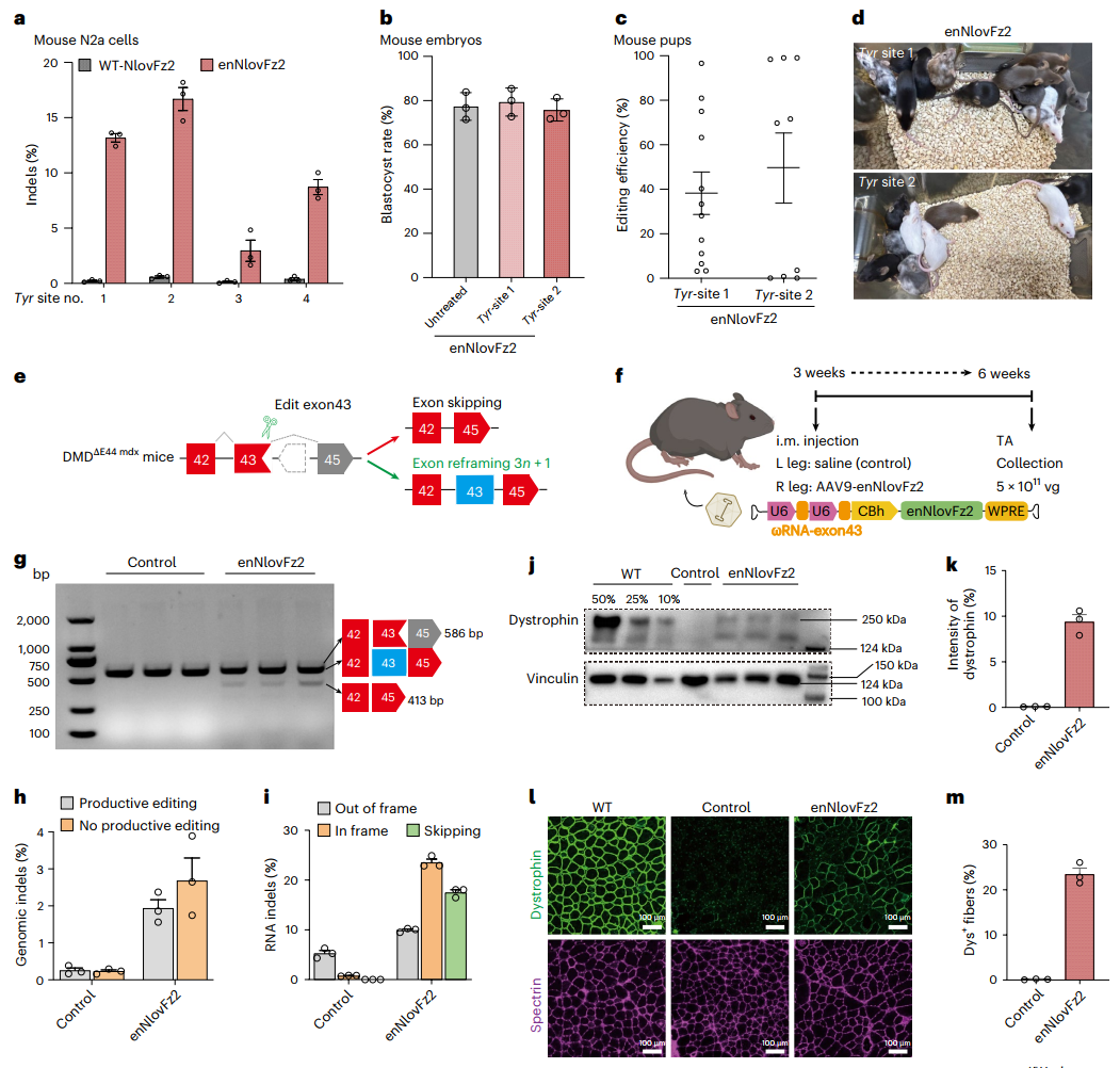 Nat Chem Biol | 利用AlphaFold3将Fanzor系统工程化，实现高效哺乳动物基因编辑医药新闻-ByDrug-一站式医药 ...