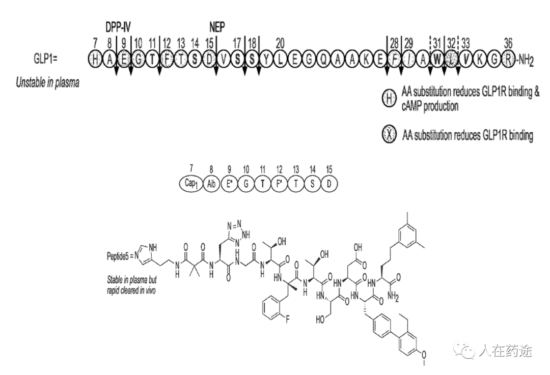 万物皆可偶联：再生元的减肥药GLP-1 ADC医药新闻-ByDrug-一站式医药资源共享中心-医药魔方