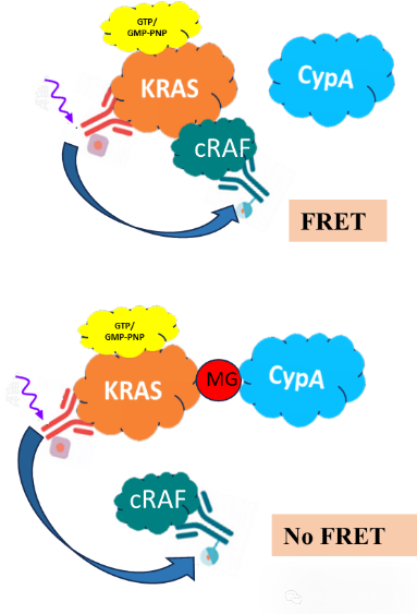 使用CYPA靶向“不可成药”靶点KRAS的分子胶筛选医药新闻-ByDrug-一站式医药资源共享中心-医药魔方