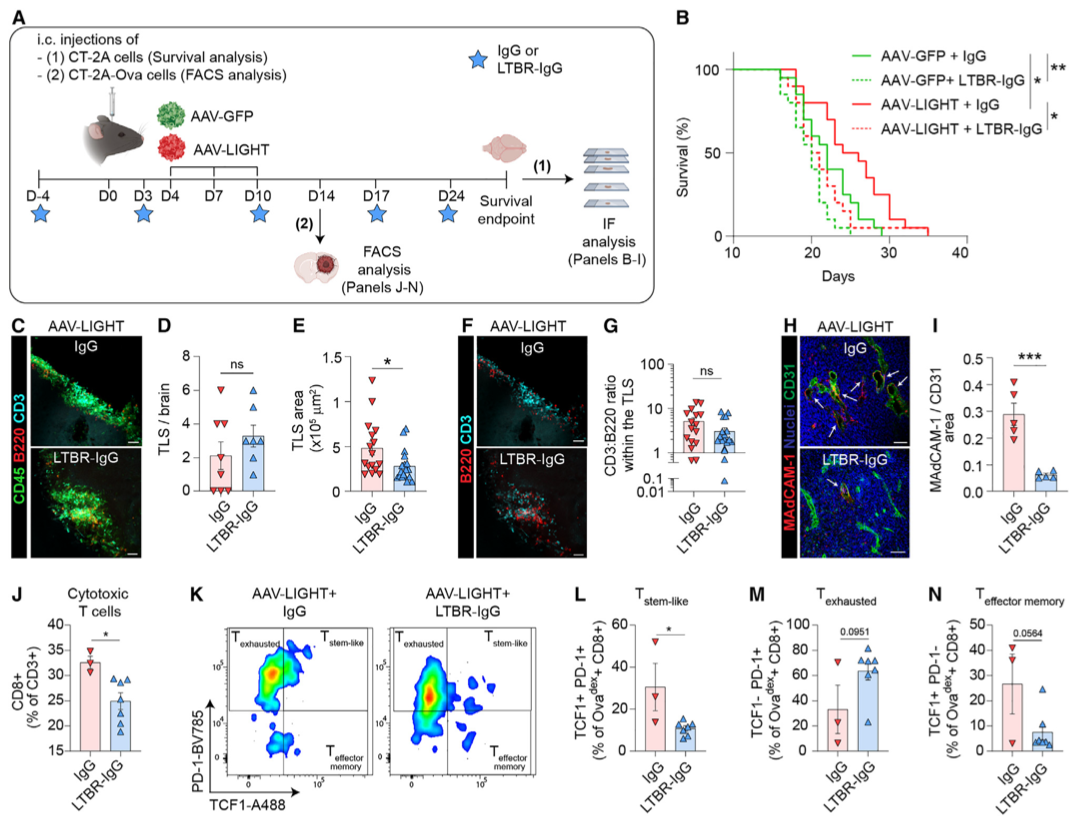 Cancer Cell（IF：50.3）｜通过AAV疗法调整血管表型促进抗肿瘤免疫医药新闻-ByDrug-一站式医药资源共享中心-医药魔方