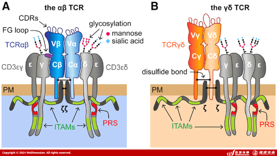 TCR疗法行业研究报告医药新闻-ByDrug-一站式医药资源共享中心-医药魔方