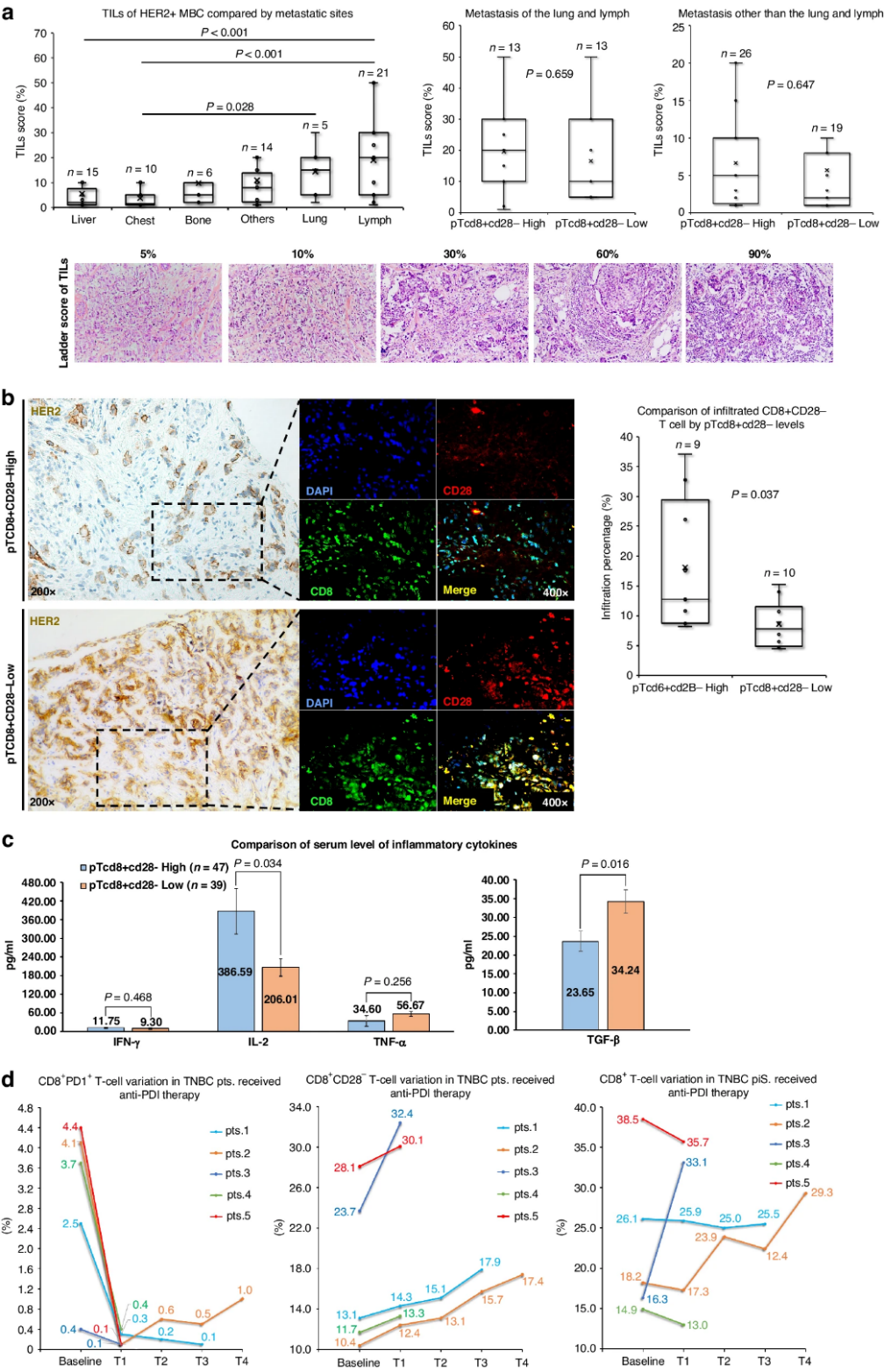 项目文章| 持续存在的外周CD8+ CD28- T细胞预示HER2阳性转移性乳腺癌的有利预后和肿瘤免疫医药新闻-ByDrug-一站式医药资源共享中心-医药魔方
