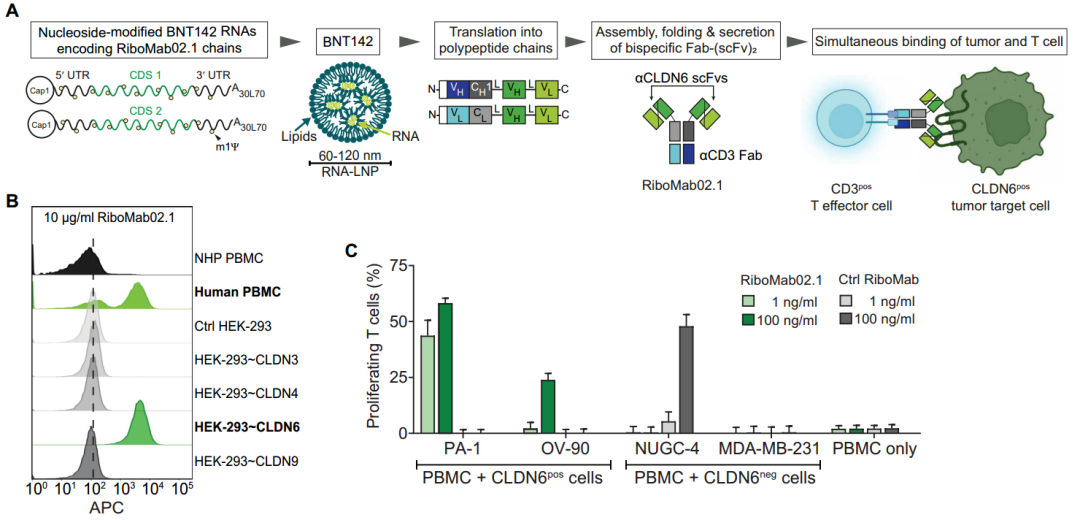 mRNA下一个风口？BNT142创新编码CD3/CLDN6双抗临床前数据公布医药新闻-ByDrug-一站式医药资源共享中心-医药魔方