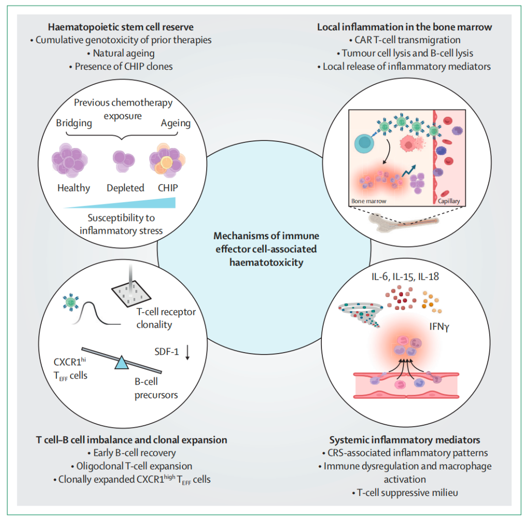 综述 | CAR-T细胞治疗后免疫效应细胞相关血液学毒性的机制和管理医药新闻-ByDrug-一站式医药资源共享中心-医药魔方