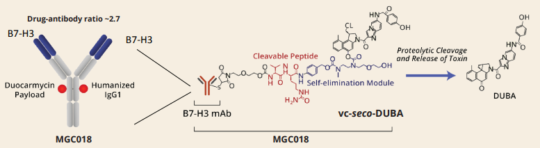 高达32亿美元！B7-H3和B7-H4的ADC还有哪些选手？医药新闻-ByDrug-一站式医药资源共享中心-医药魔方