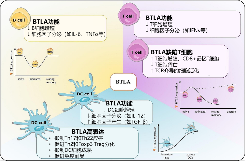 全球新 | 抗BTLA单抗tifcemalimab：肿瘤免疫治疗的潜力药物（上篇）医药新闻-ByDrug-一站式医药资源共享中心-医药魔方