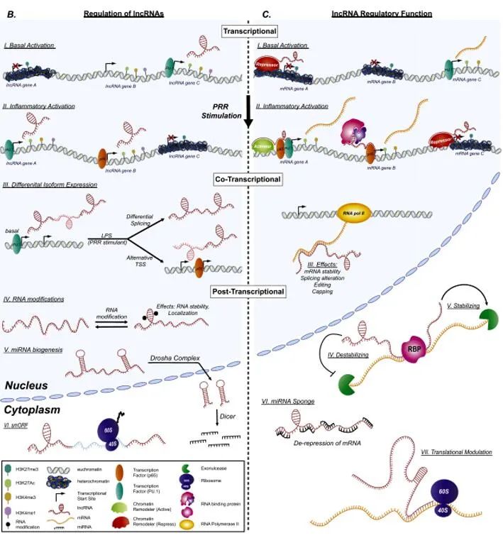 ncRNA干货 | 探索遗传信息“噪音基因”-LncRNA的生物学调控医药新闻-ByDrug-一站式医药资源共享中心-医药魔方