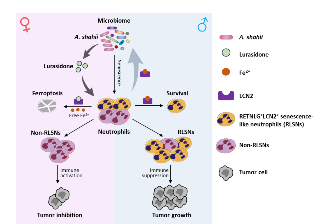 Nature Immunology | 刘陈立团队合作揭示肠道菌群影响中性粒细胞衰老在调控实体肿瘤性别二态性中的关键作用医药新闻-ByDrug ...
