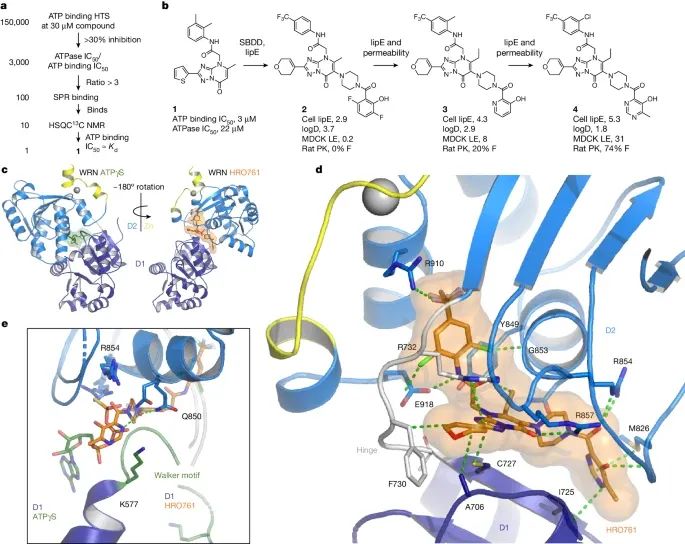 1天2篇Nature！“合成致死”靶点WRN，抗癌潜力无限医药新闻-ByDrug-一站式医药资源共享中心-医药魔方