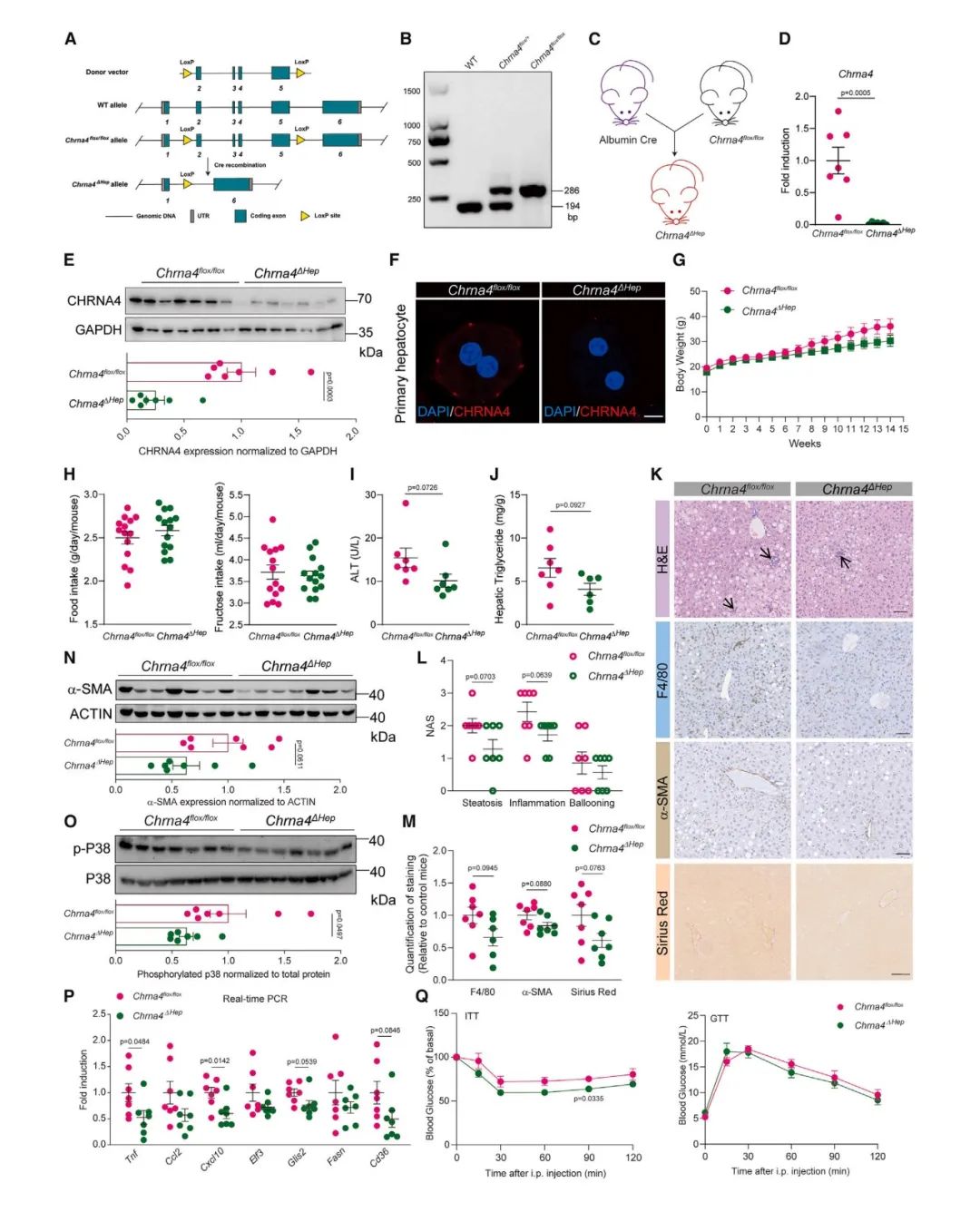IF=29.0∣王丽蕊团队揭示肝实质细胞特异性表达的CHRNA4受体在MASH发展中的调控作用及新机制医药新闻-ByDrug-一站式医药资源 ...