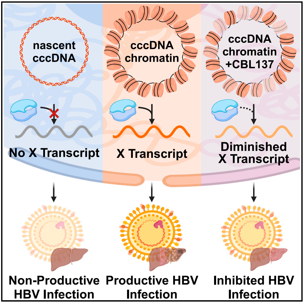 Cell重磅 | 治愈乙肝，前进一大步！找到乙肝病毒感染人类的关键“开关”医药新闻-ByDrug-一站式医药资源共享中心-医药魔方