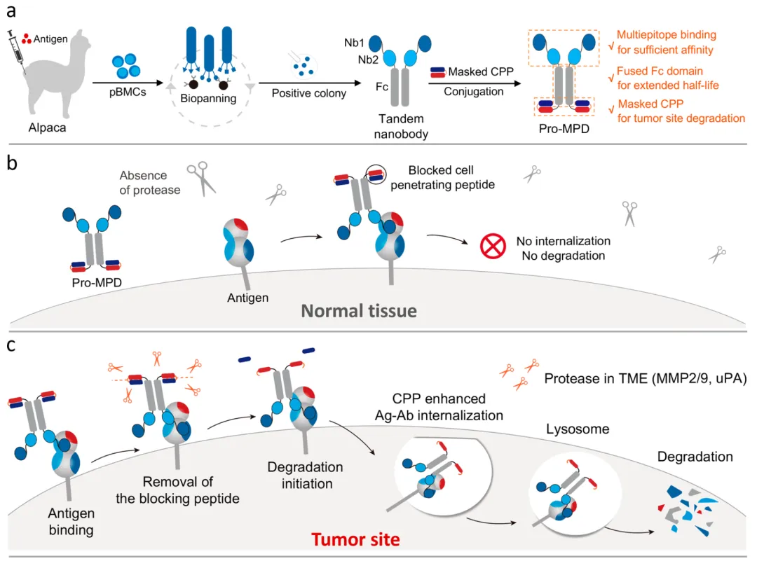 蛋白降解新技术——Pro-MPD | 中国科学家新成果医药新闻-ByDrug-一站式医药资源共享中心-医药魔方