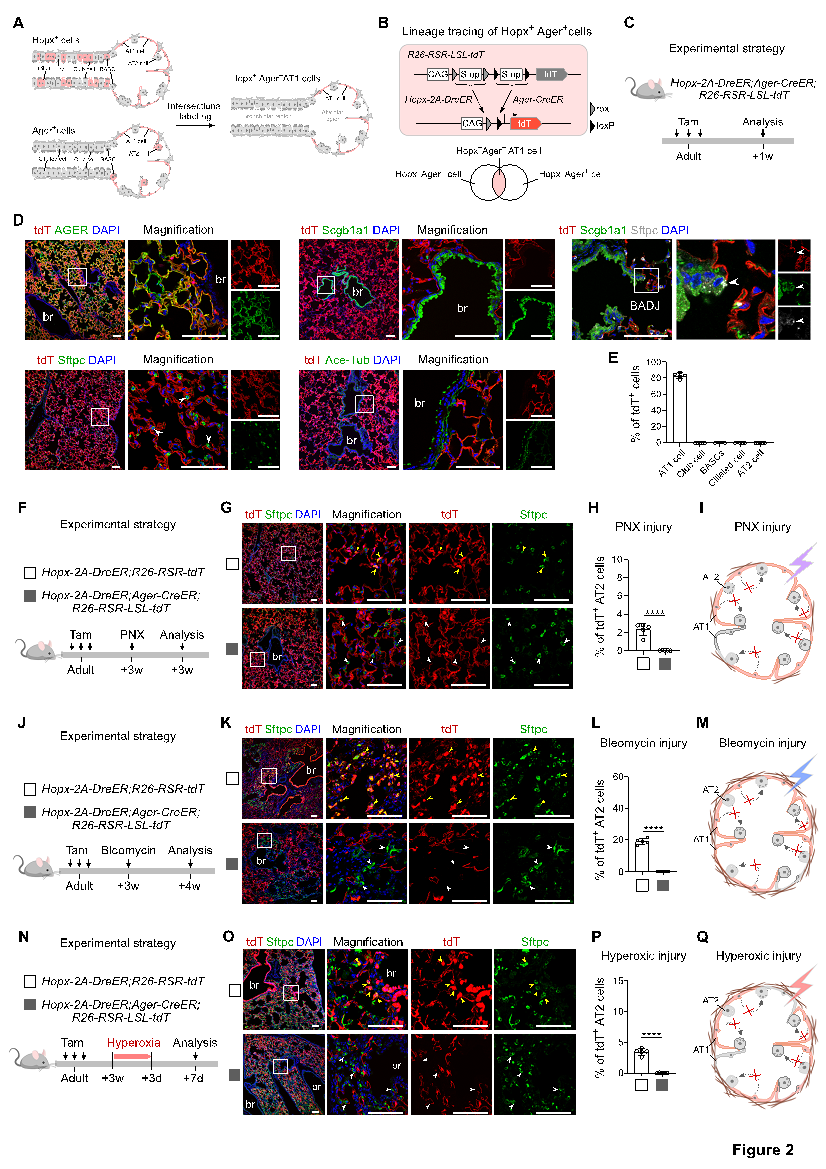 Cell文章：周斌组发现成体肺泡干细胞的再生起源医药新闻-ByDrug-一站式医药资源共享中心-医药魔方