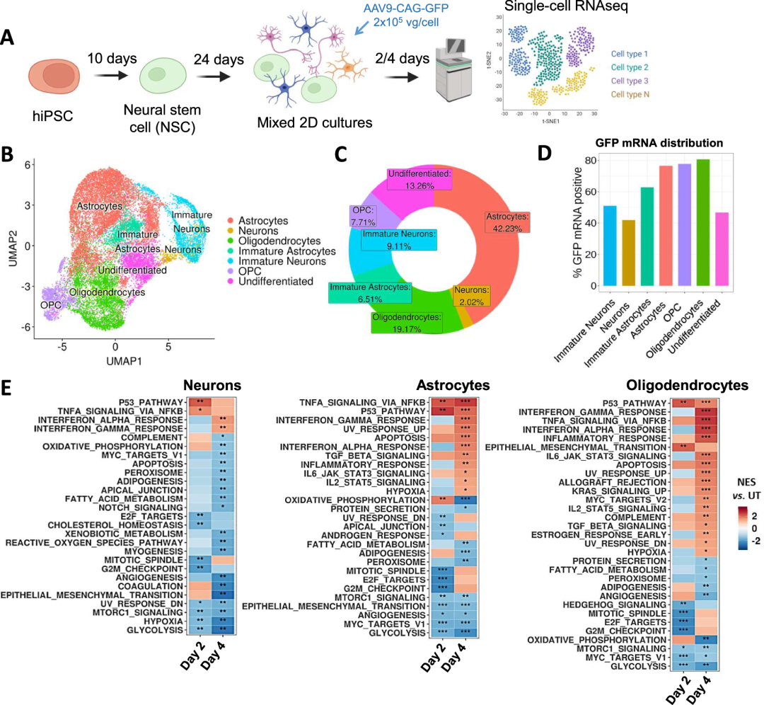 Nat Commun | AAV基因治疗在CNS中引发的剂量依赖性不良事件与DNA损伤反应依赖性促炎信号传导有关医药新闻-ByDrug-一站式医药资源共享中心-医药魔方