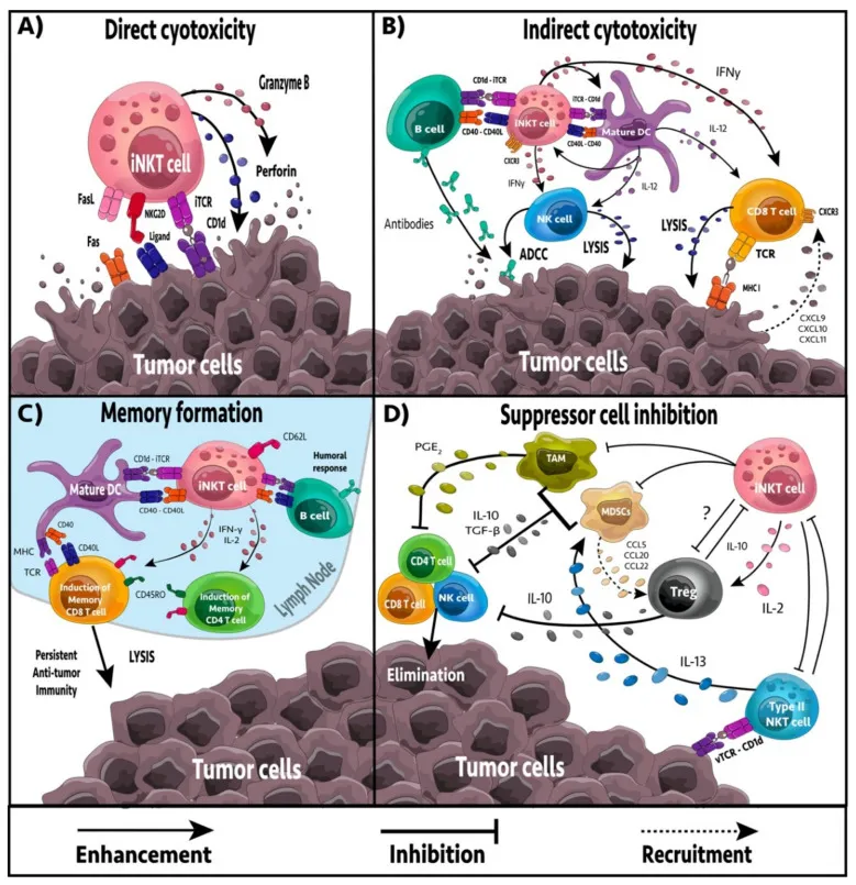 药谷聚焦 | 开辟肿瘤治疗新赛道 基因启明iNKT细胞注射液新适应症临床试验获批医药新闻-ByDrug-一站式医药资源共享中心-医药魔方