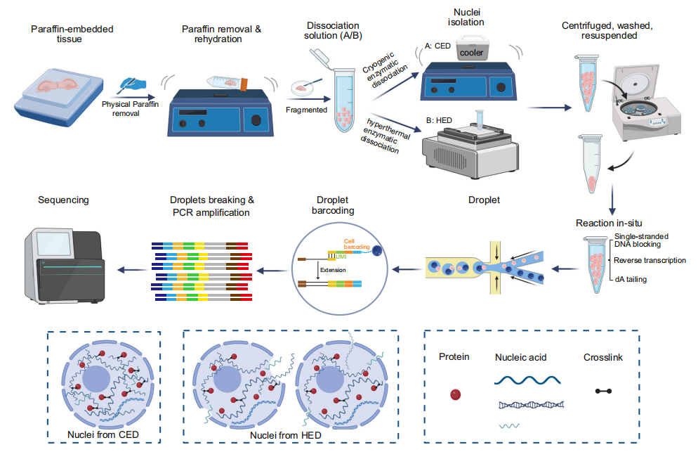 数据赋能！南京生物医药分中心助力snCED-seq技术斩获突破性进展医药新闻-ByDrug-一站式医药资源共享中心-医药魔方