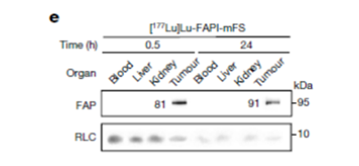 核药突破，Nature首发靶向共价放射性药物医药新闻-ByDrug-一站式医药资源共享中心-医药魔方