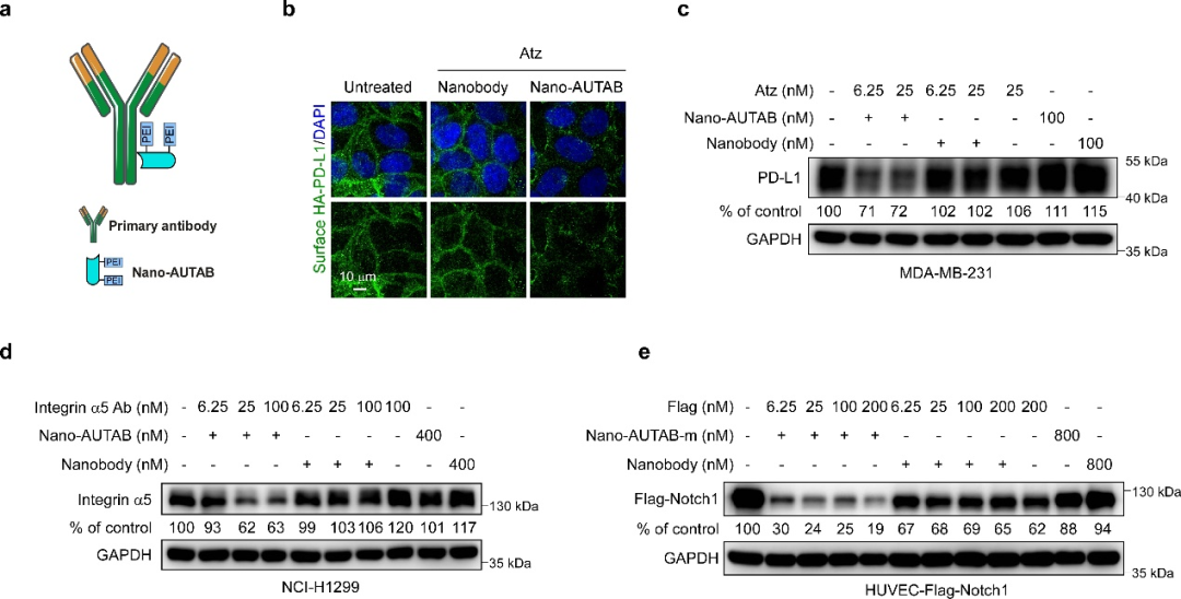 Nature Chemical Biology | 自噬驱动的细胞膜蛋白靶向降解技术医药新闻-ByDrug-一站式医药资源共享中心-医药魔方