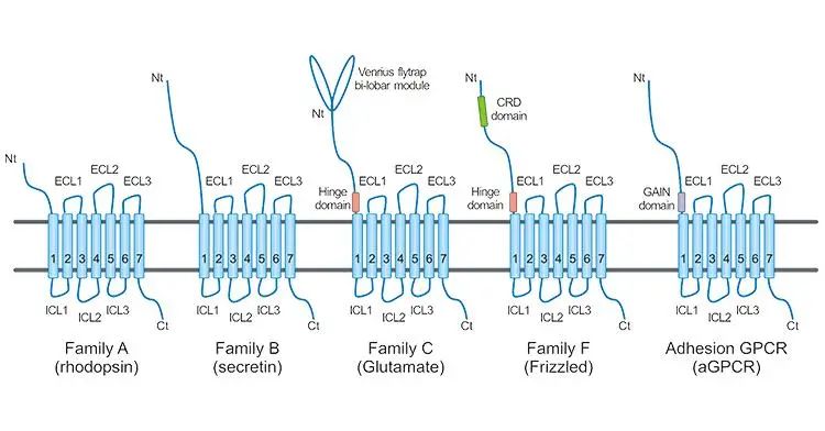mRNA-LNP技术助力开发靶向多次跨膜蛋白抗体医药新闻-ByDrug-一站式医药资源共享中心-医药魔方
