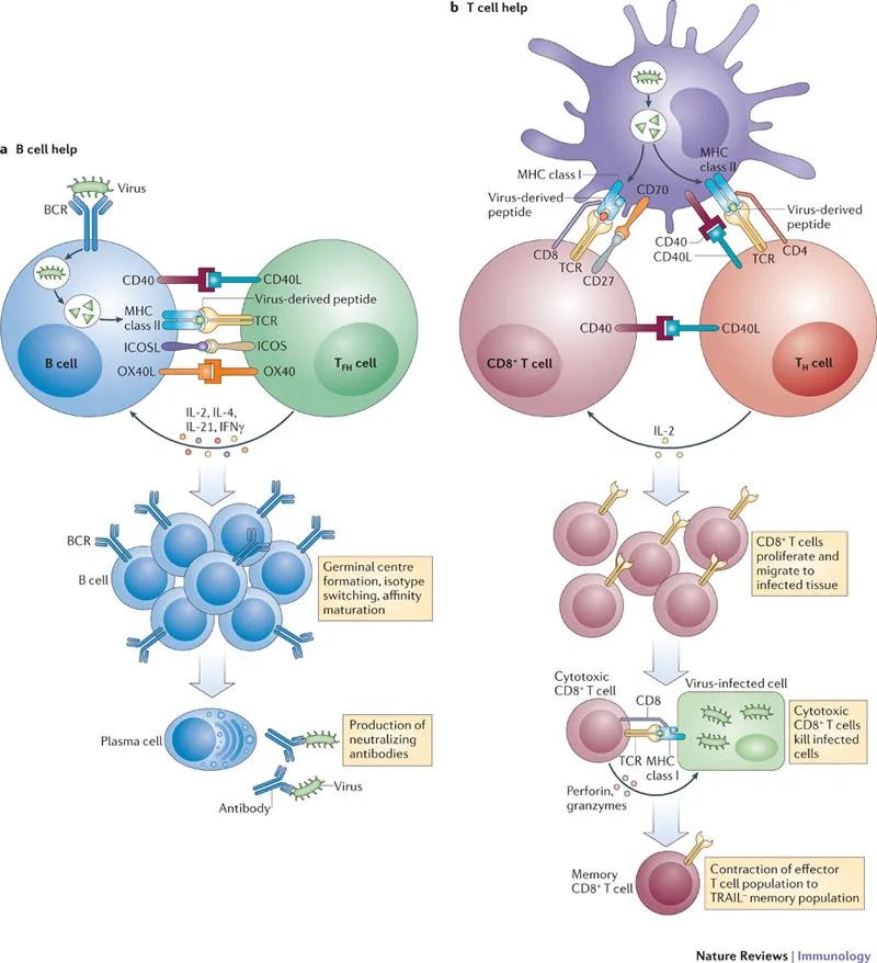 CD4+T细胞在病毒免疫中的作用医药新闻-ByDrug-一站式医药资源共享中心-医药魔方