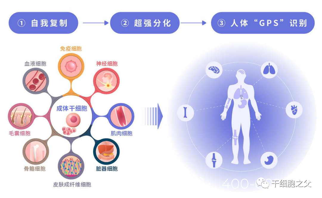 一份全面的干细胞回输指南医药新闻 Bydrug 一站式医药资源共享中心 医药魔方