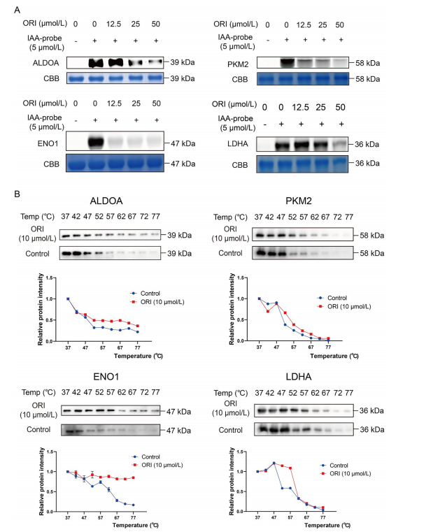 化学蛋白质组学技术（ABPP）在肺癌研究中的应用医药新闻-ByDrug-一站式医药资源共享中心-医药魔方