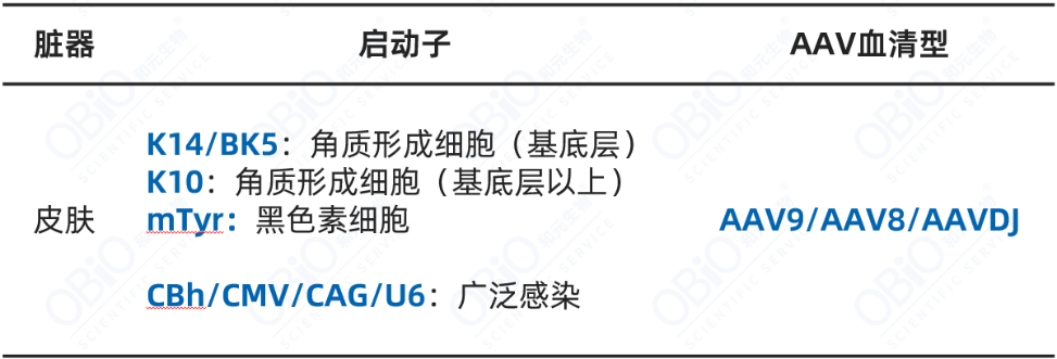 【on-target】AAV感染皮肤 | 血清型·启动子·注射用量 | 一篇就GO了！医药新闻-ByDrug-一站式医药资源共享中心-医药魔方
