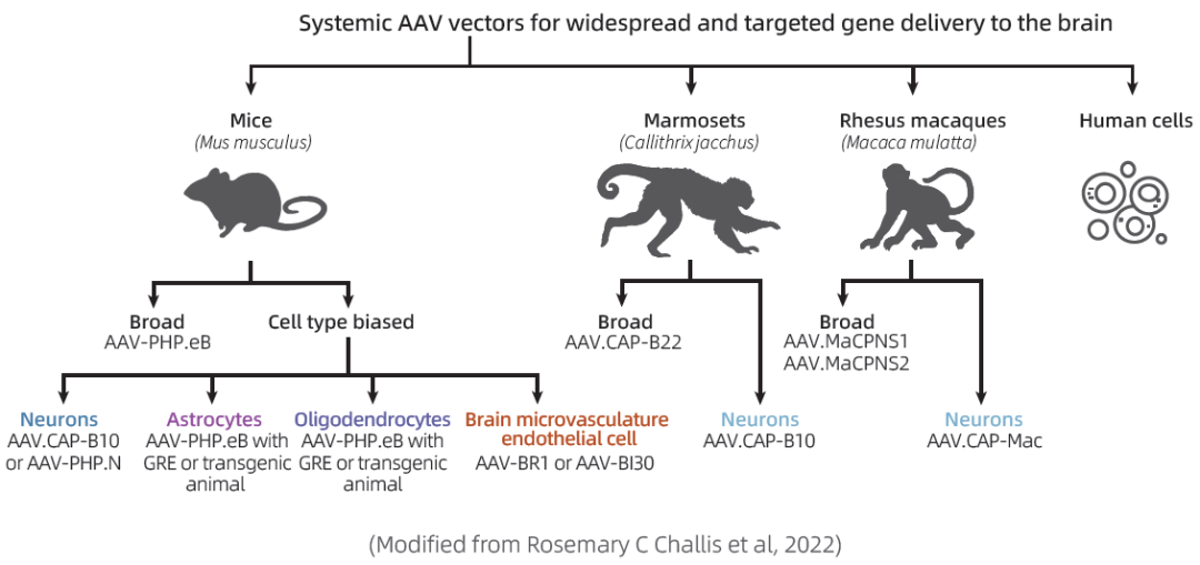 一针注射，静脉到脑 | 跨血脑屏障AAV载体总结医药新闻-ByDrug-一站式医药资源共享中心-医药魔方