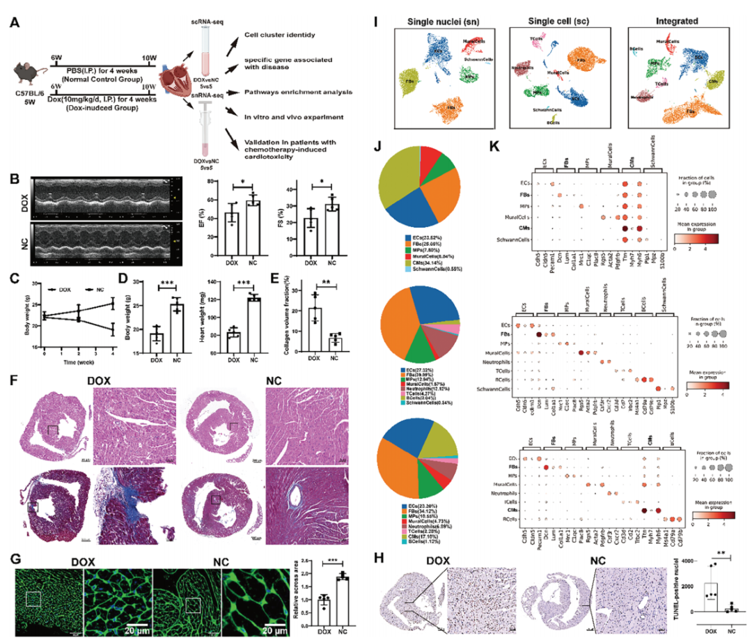 项目文章 | 单细胞测序揭示PICALM 调节β-淀粉样肽的生成促进蒽环类药物引起的心脏毒性医药新闻-ByDrug-一站式医药资源共享中心-医药魔方