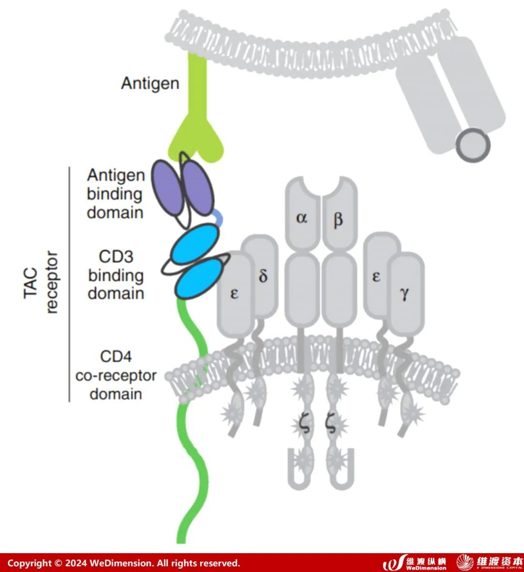 TCR疗法行业研究报告医药新闻-ByDrug-一站式医药资源共享中心-医药魔方