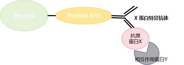 Co-IP—验证蛋白互作的不二之选医药新闻-ByDrug-一站式医药资源共享中心-医药魔方