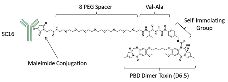 DLL3 ADC峰回路转，SCLC治疗突破有望医药新闻-ByDrug-一站式医药资源共享中心-医药魔方