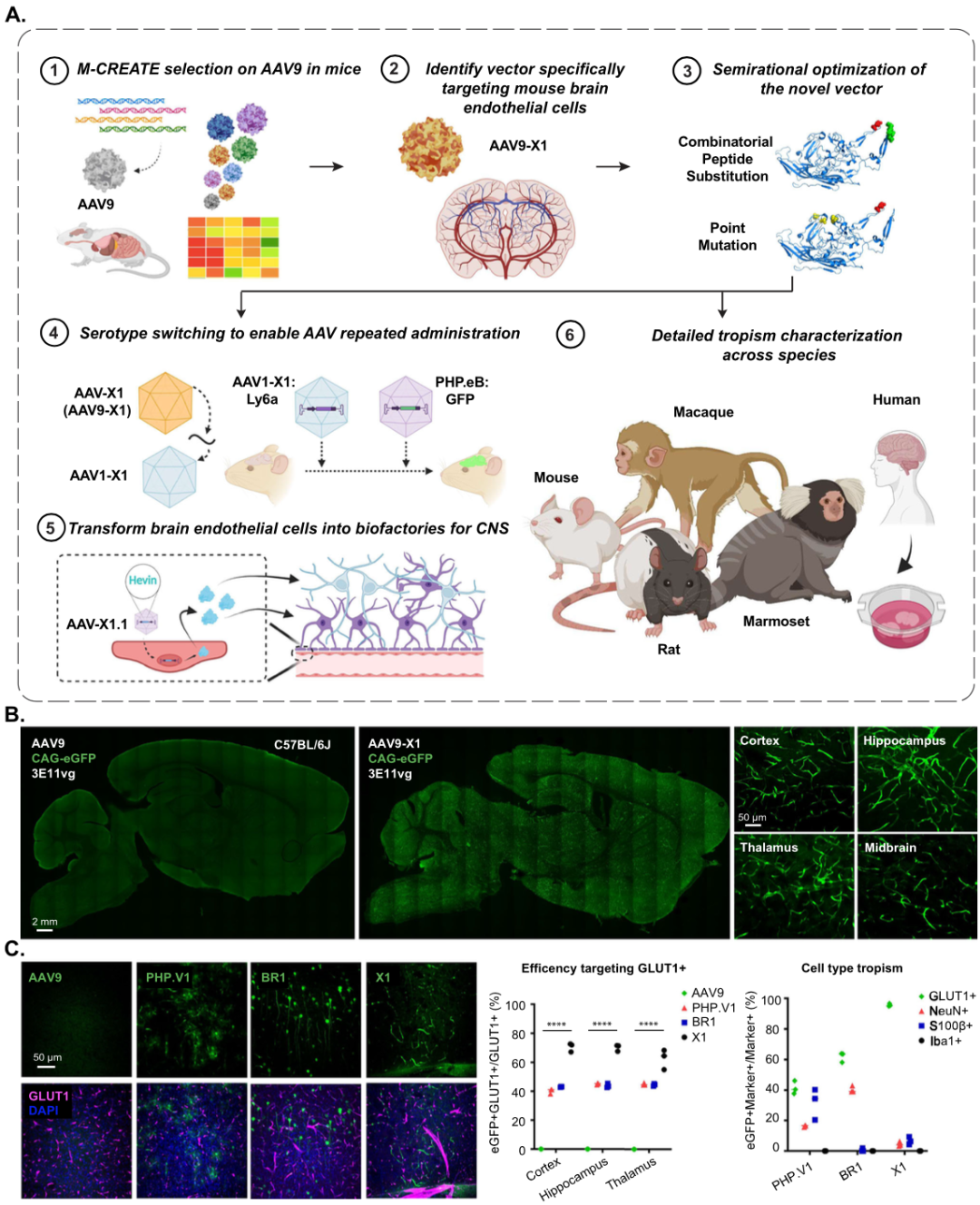 新血清型AAV-X1.1，靶向啮齿类动物中枢血管内皮细胞的首选，同时也靶向灵长类动物中枢的优选（上篇）医药新闻-ByDrug-一站式医药资源 ...