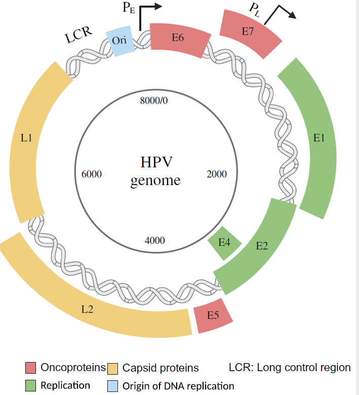 文献解读 | HPV整合与宫颈癌：病毒进化“歧途”医药新闻-ByDrug-一站式医药资源共享中心-医药魔方