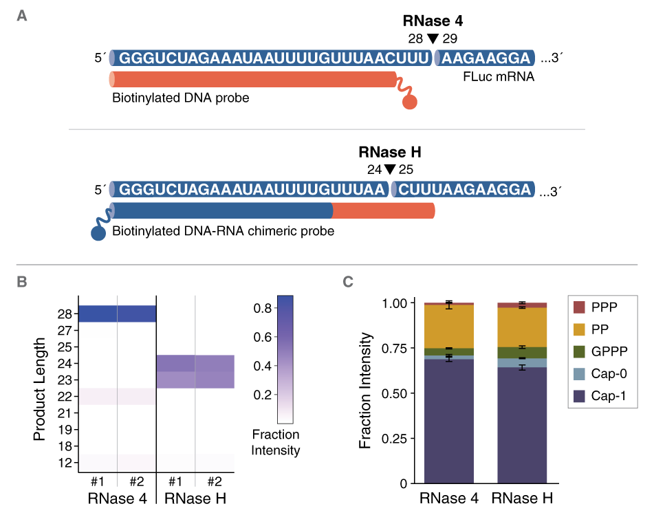 NEB 推出 RNase 4，精准切割，助力 mRNA 序列分析医药新闻-ByDrug-一站式医药资源共享中心-医药魔方